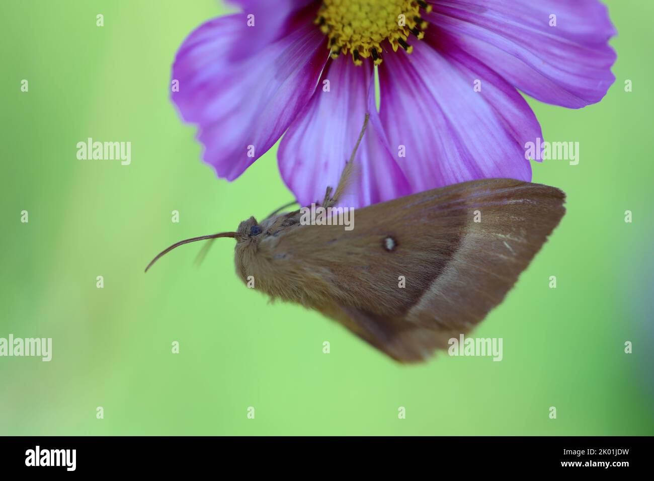 Oak Eggar Moth on Cosmos flower in a French garden Stock Photo - Alamy