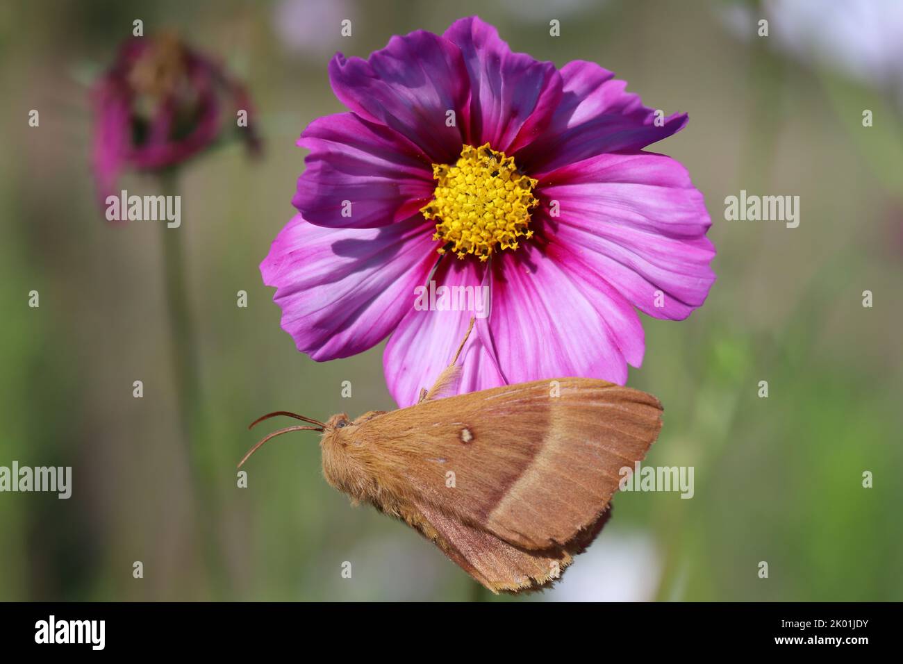 Oak Eggar Moth on Cosmos flower in a French garden Stock Photo - Alamy