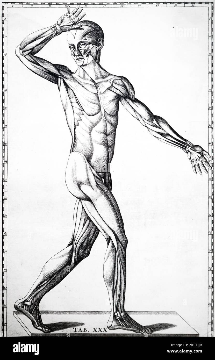 Plate showing the top layer of muscles. From Bartolemmeo Eustachi ...
