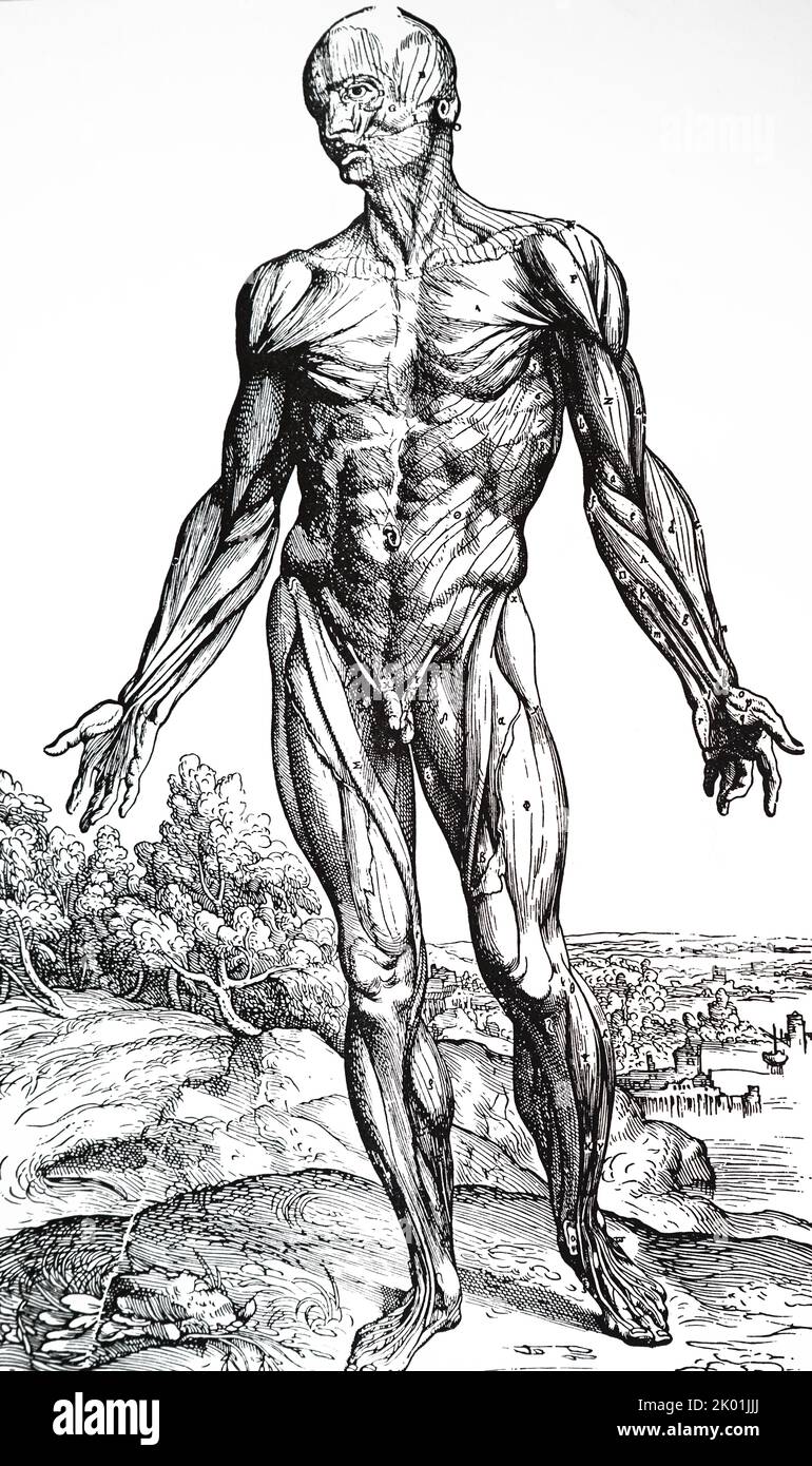 Third Plate of the Muscles. From Andreas Vesalius De Humani Corporis ...