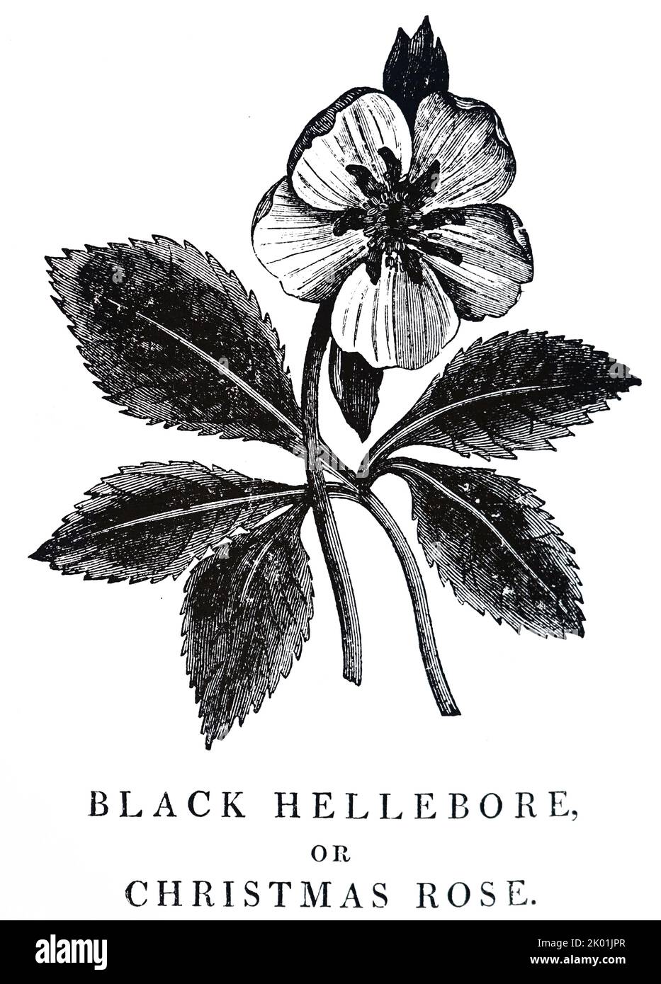 Black bile hi-res stock photography and images - Alamy