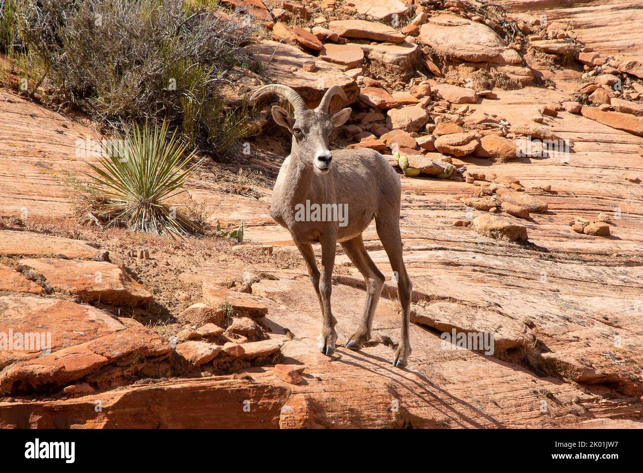 Female desert bighorn sheep (ewe), Zion National Park Stock Photo - Alamy