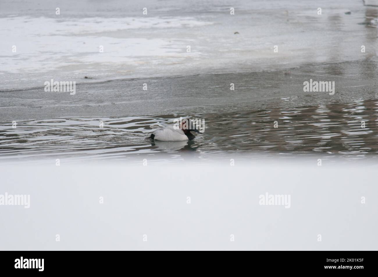 Duck on frozen winter lake Stock Photo - Alamy