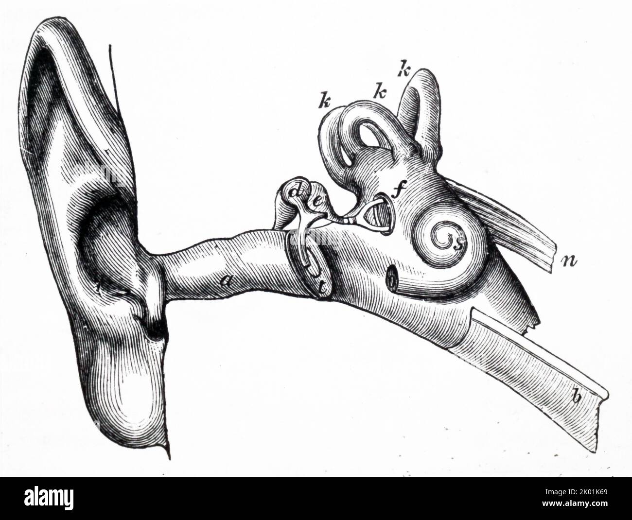 Ear diagram hi-res stock photography and images - Alamy