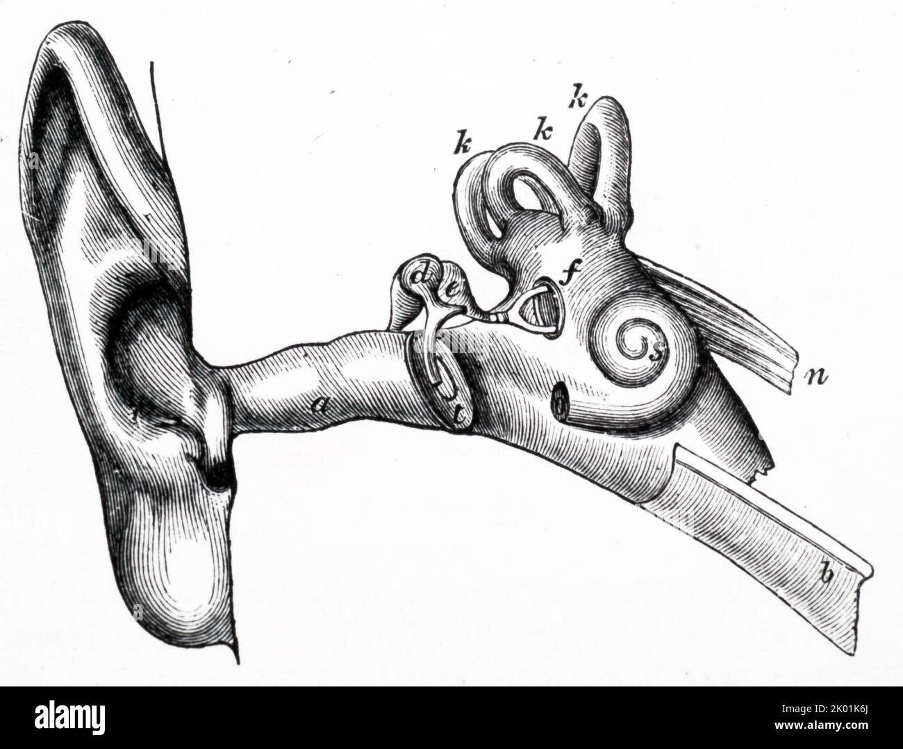 Ear diagram hi-res stock photography and images - Alamy