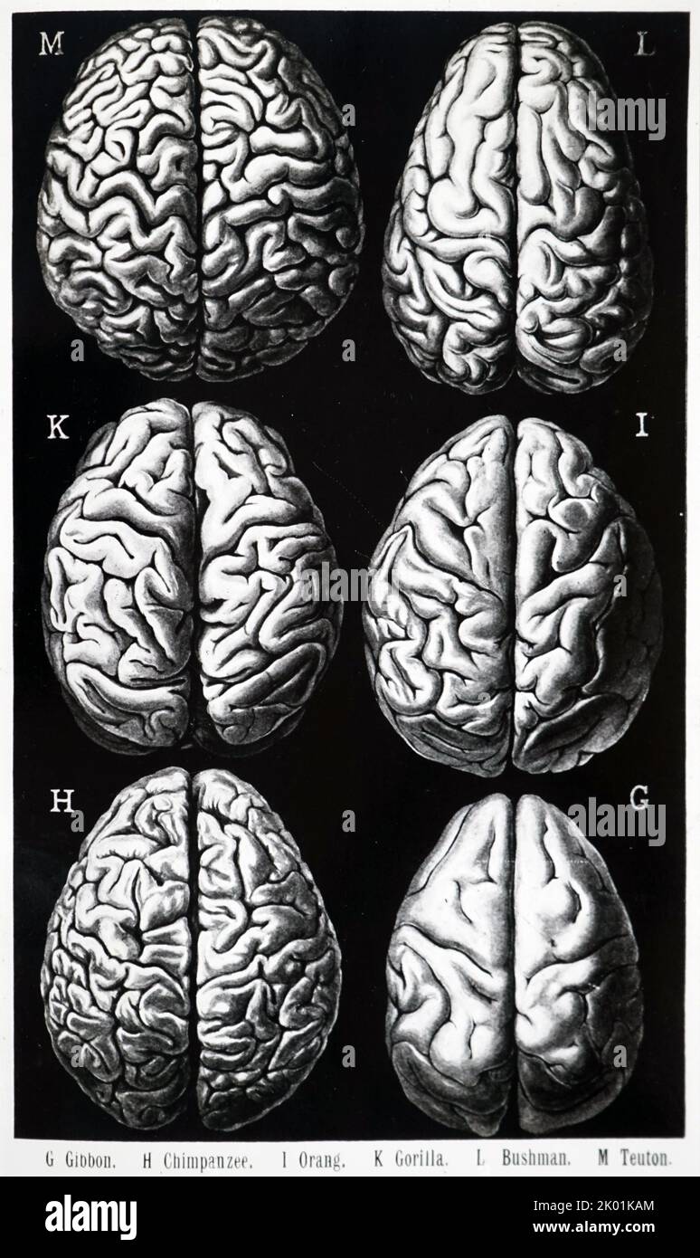 What must does to our brains hi-res stock photography and images - Alamy