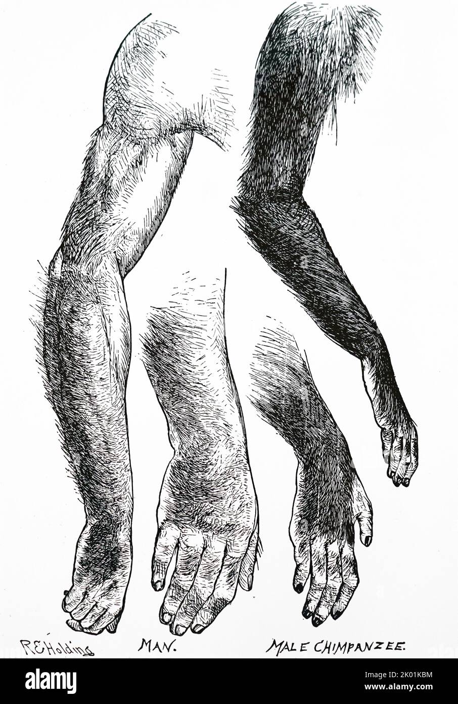 Hair tracts on arm of man and chimpanzee Stock Photo - Alamy