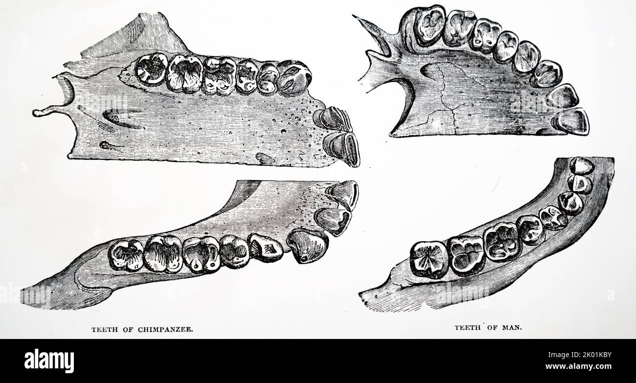 Comparison of teeth of man and chimpanzee Stock Photo - Alamy