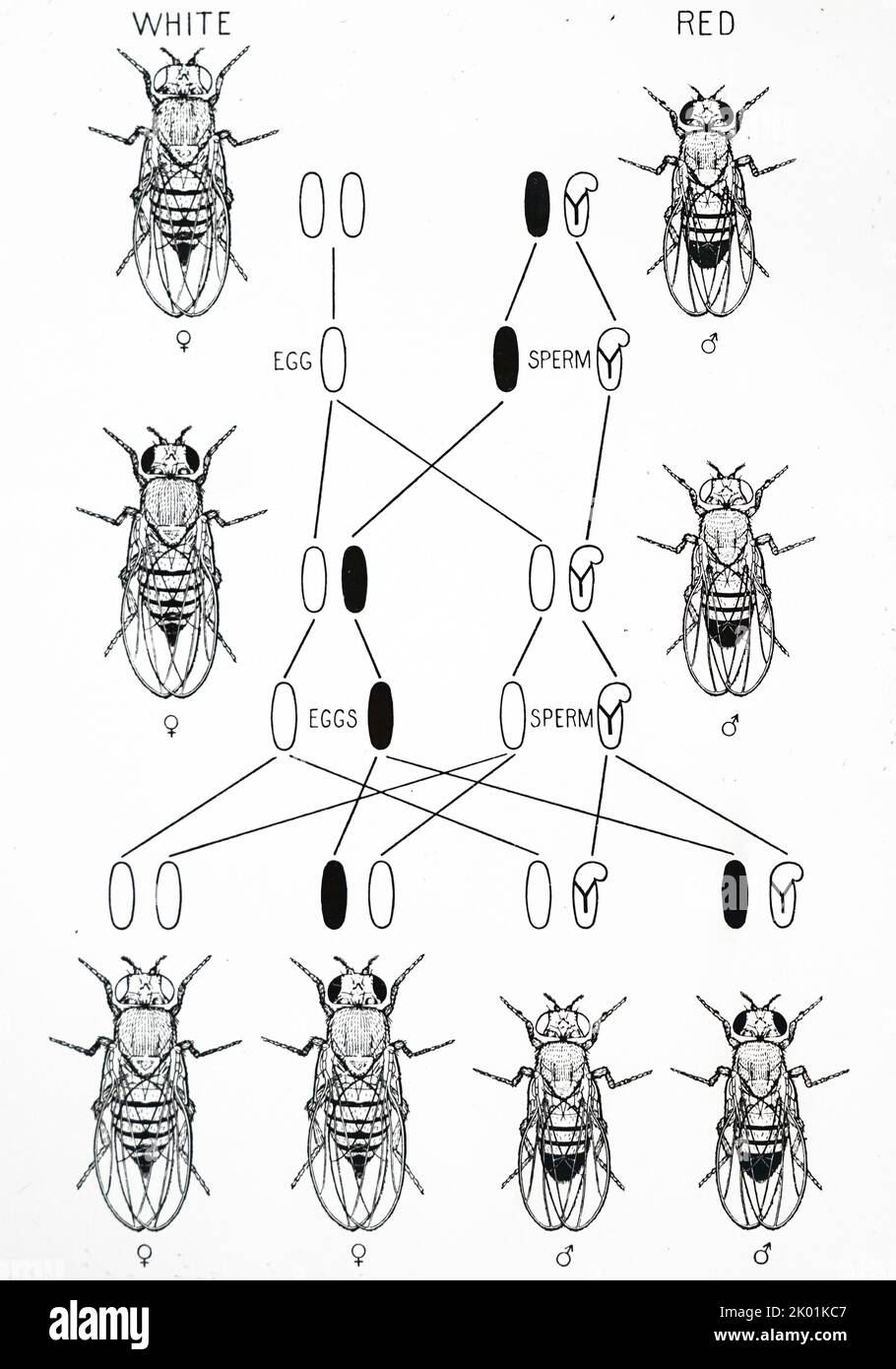 Drosophilia. Illustration of cross between white-eyed female and red ...