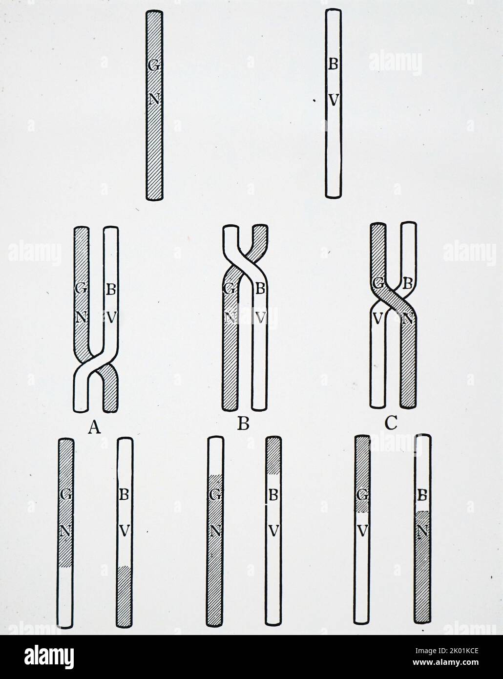 Thomas Hunt Morgan Family