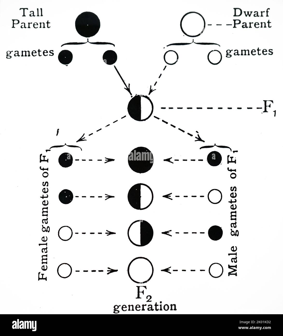 Scheme of inheritance for cross of tall and dwarf pea. From RC Punnett ...