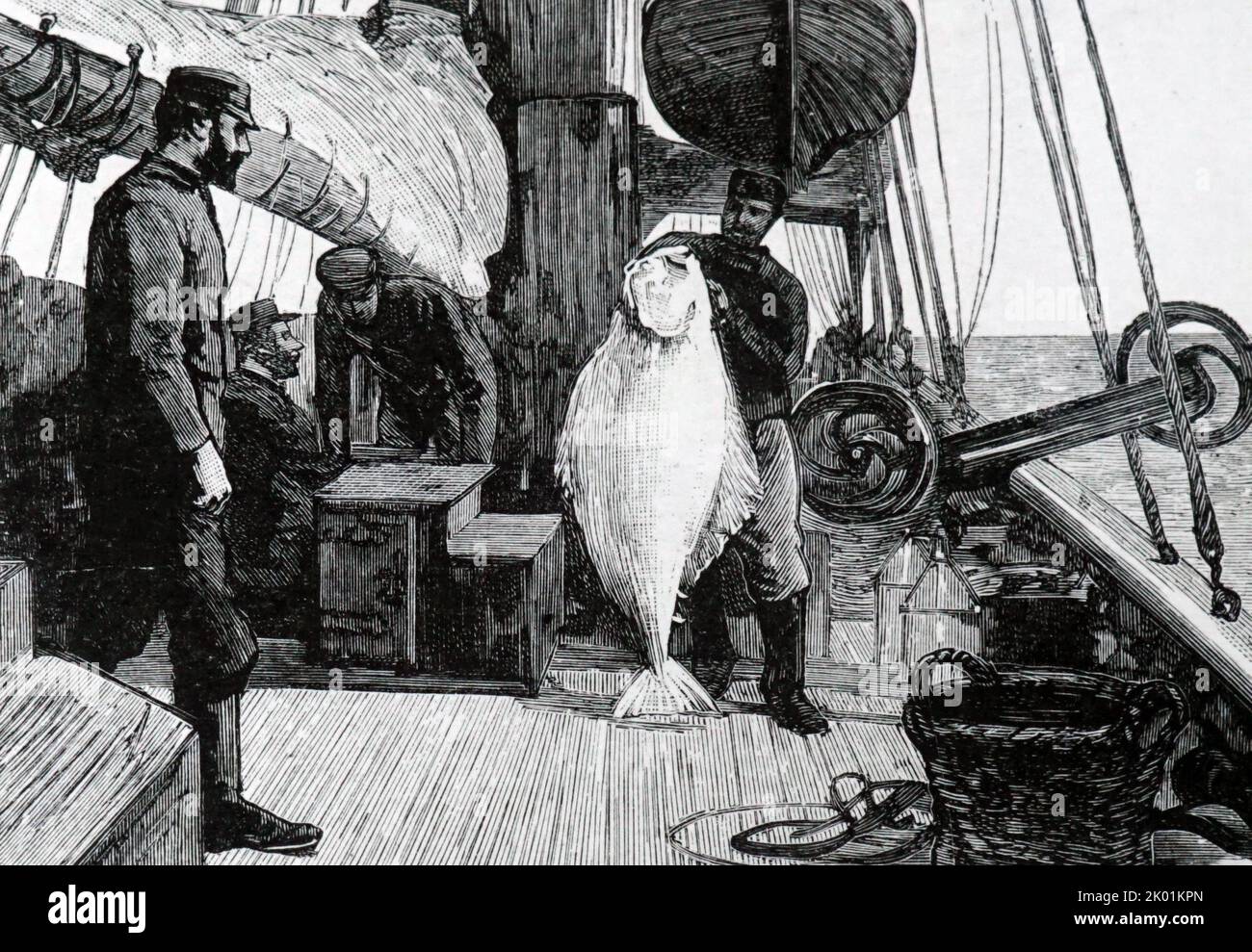 French trawlermen holding up a large halibut which they have caught in ...