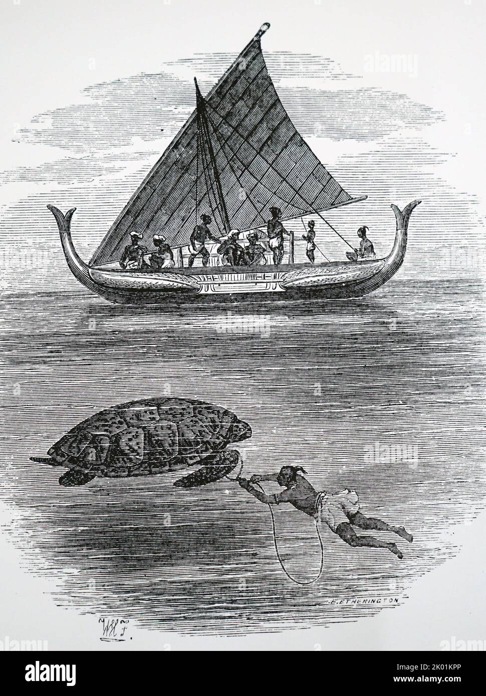 Turtle catching fish hi-res stock photography and images - Alamy