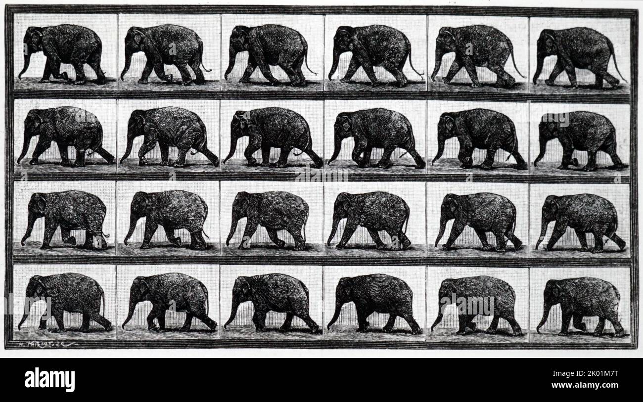 Elephant in motion, photographed by Eadweard Muybridge (1830-1904 Stock ...