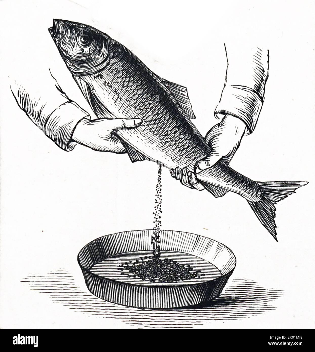 Stripping eggs from a fish at a fish farm, London, 1888 Stock Photo - Alamy