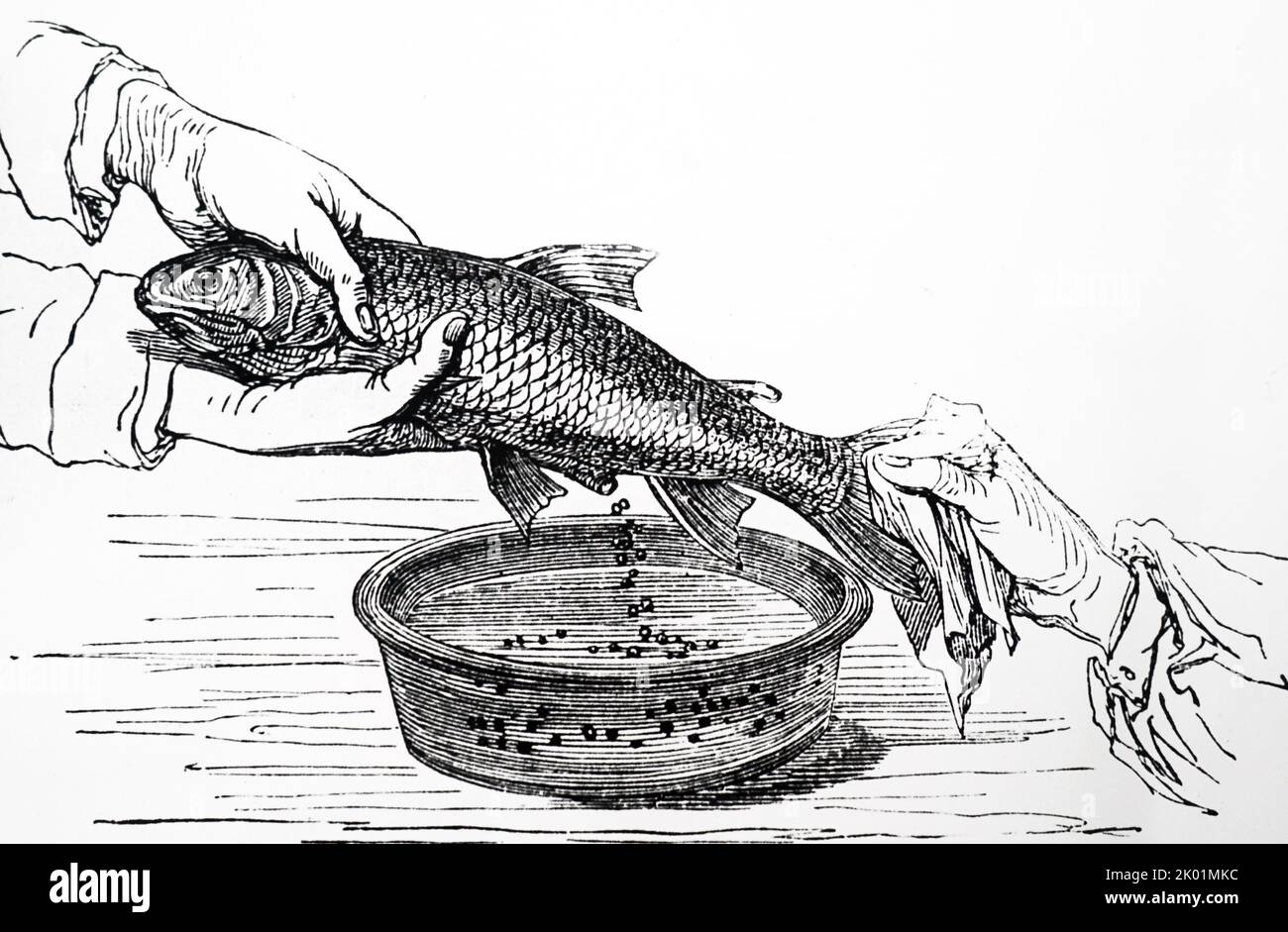 Stripping eggs from a fish at a fish farm, London, 1888 Stock Photo - Alamy