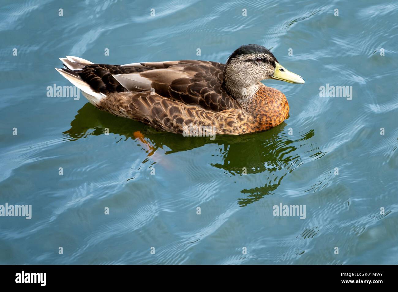 Single male mallard duck in eclipse floating on calm water Stock Photo ...