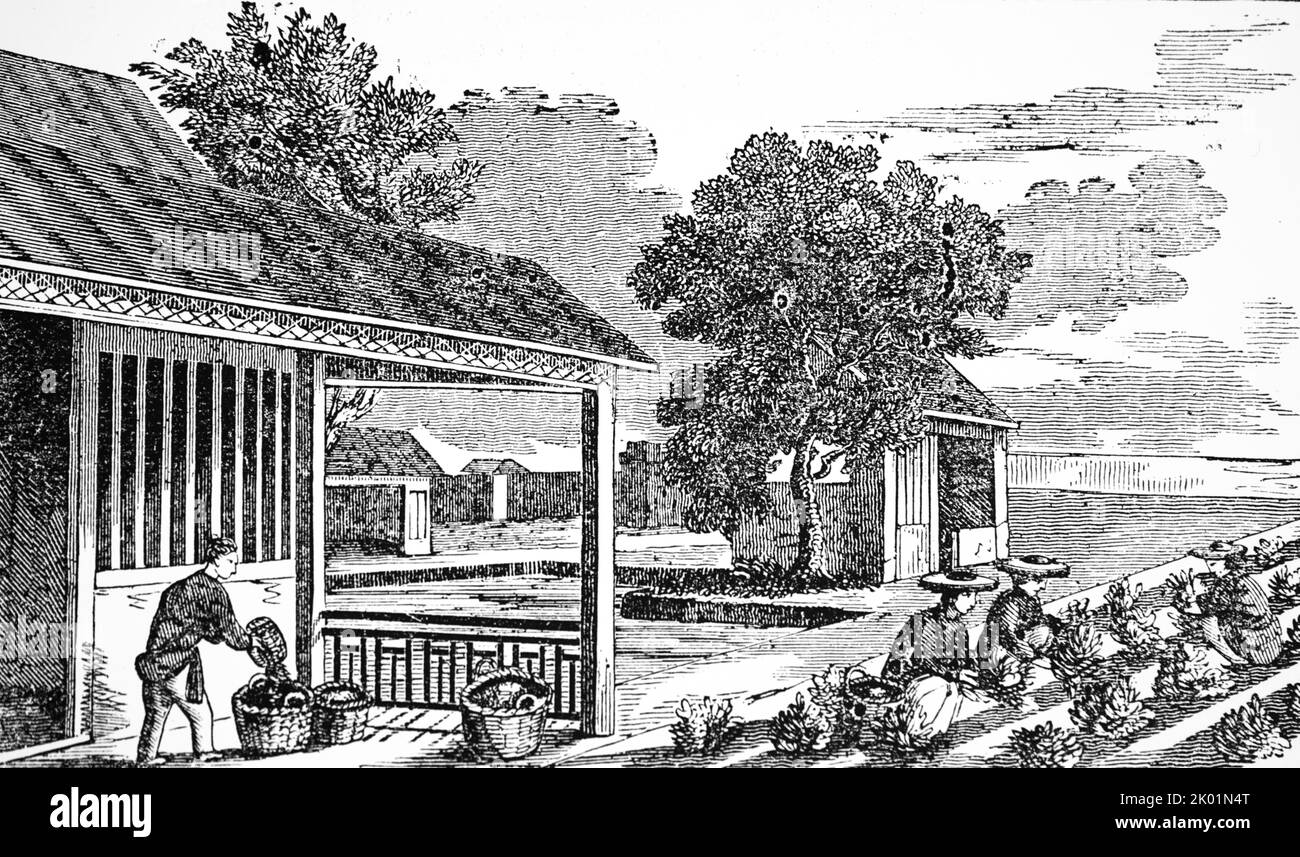 Picking tea, Canton Stock Photo - Alamy