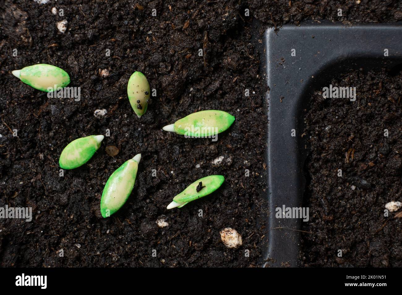 Growing cucumbers from seeds. Step 3 - planting in the ground Stock ...