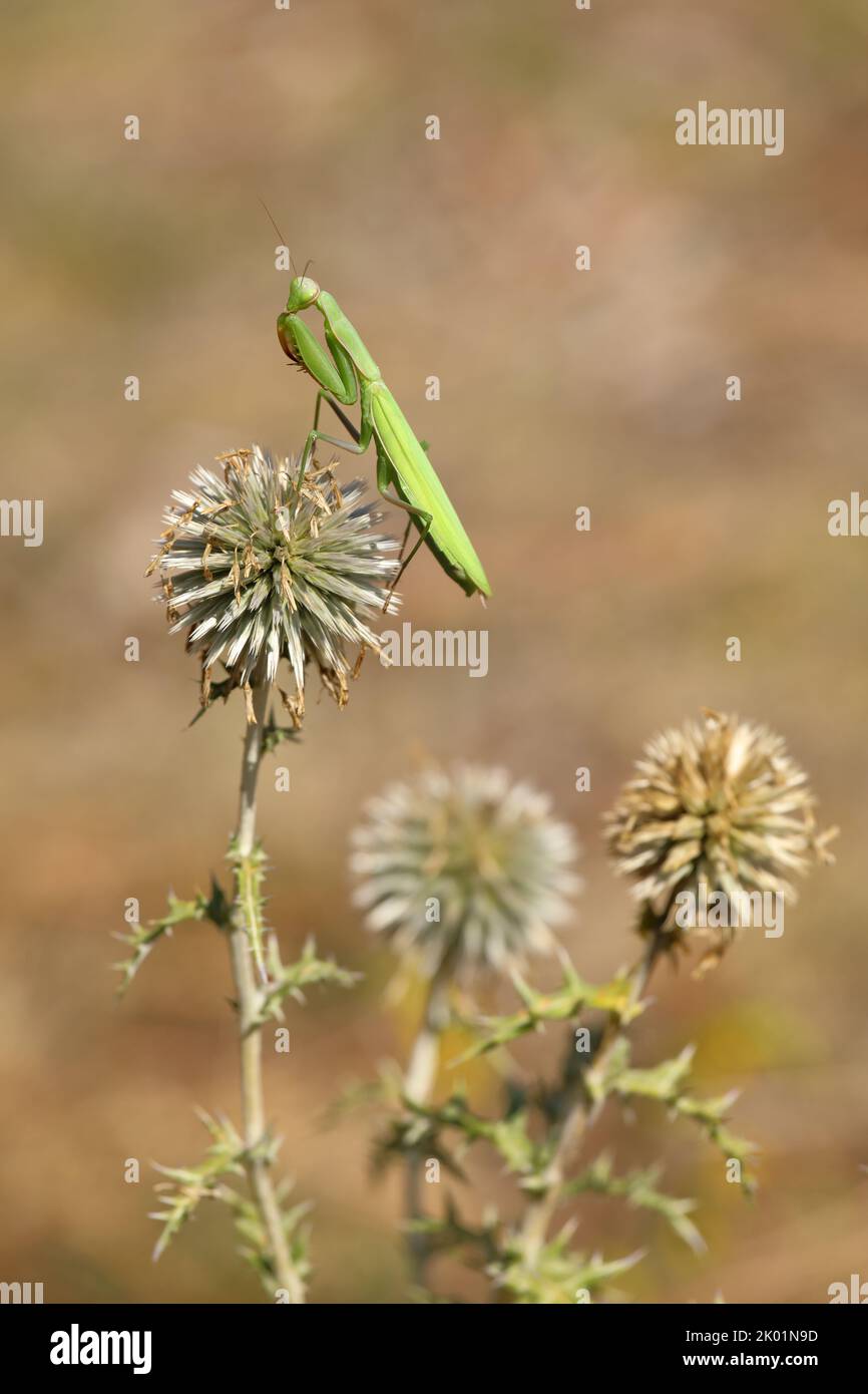 european mantis - mantis religiosa - standing on blooming heads of a ...