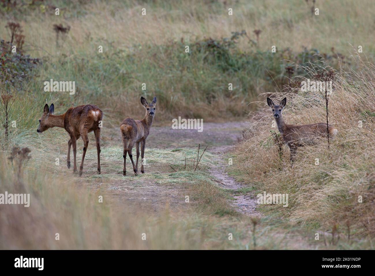 European Roe Deer (Capreolus capreolus) fawns Winterton Norfolk GB UK ...