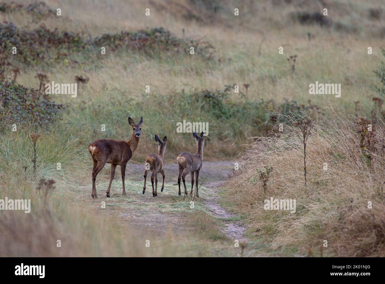 European Roe Deer (Capreolus capreolus) fawns Winterton Norfolk GB UK ...