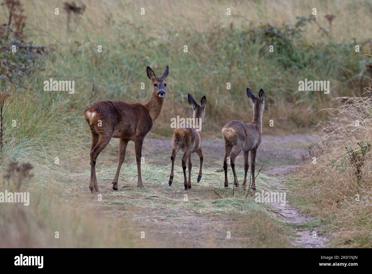 European Roe Deer (Capreolus capreolus) fawns Winterton Norfolk GB UK ...
