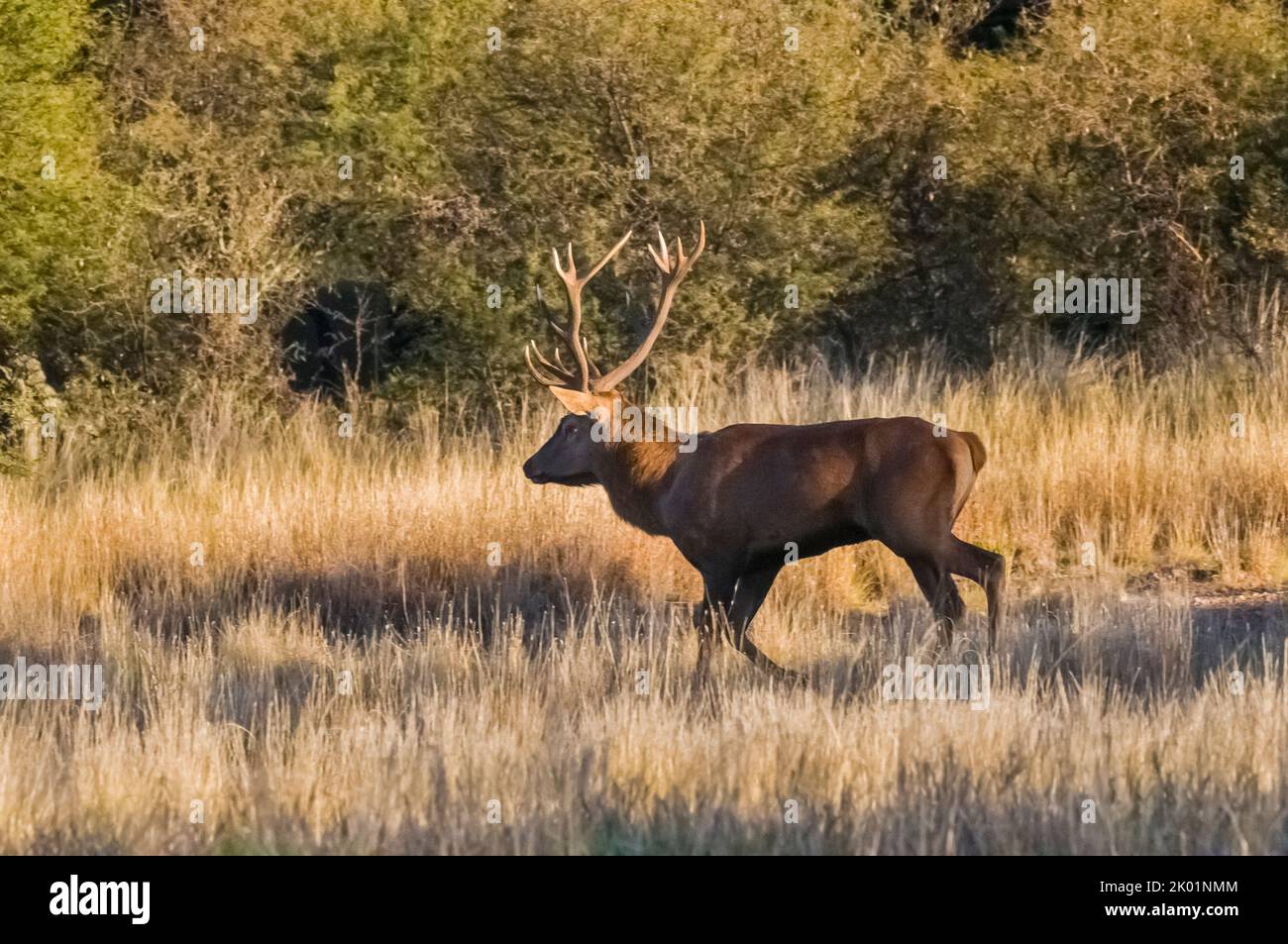 Red deer roaring, Parque Luro Nature Reserve, La Pampa Province ...