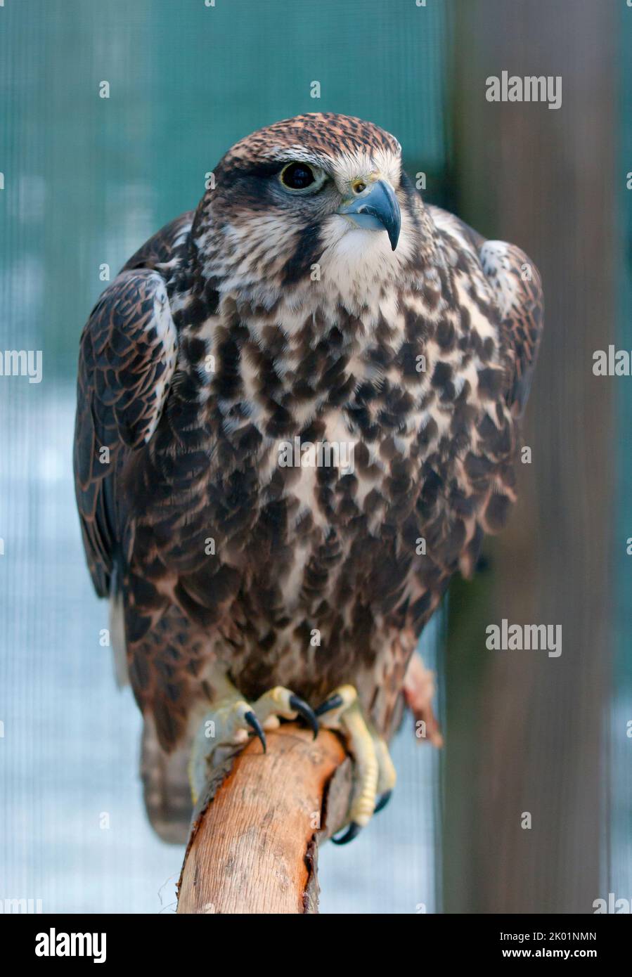 Ukraine, Kharkov, zoo, Feldman park, portrait, bird, hunting, hunter ...