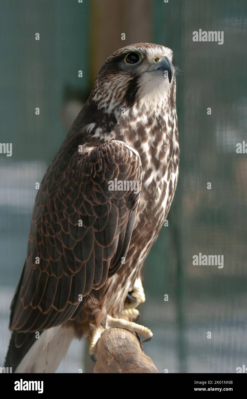 Ukraine, Kharkov, zoo, Feldman park, portrait, bird, hunting, hunter ...