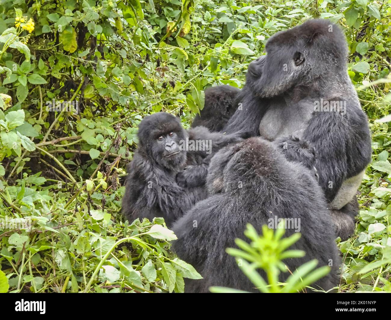 1st September, 2022 Mount Karisimbi, Virunga Mountains, Rwanda, Africa ...