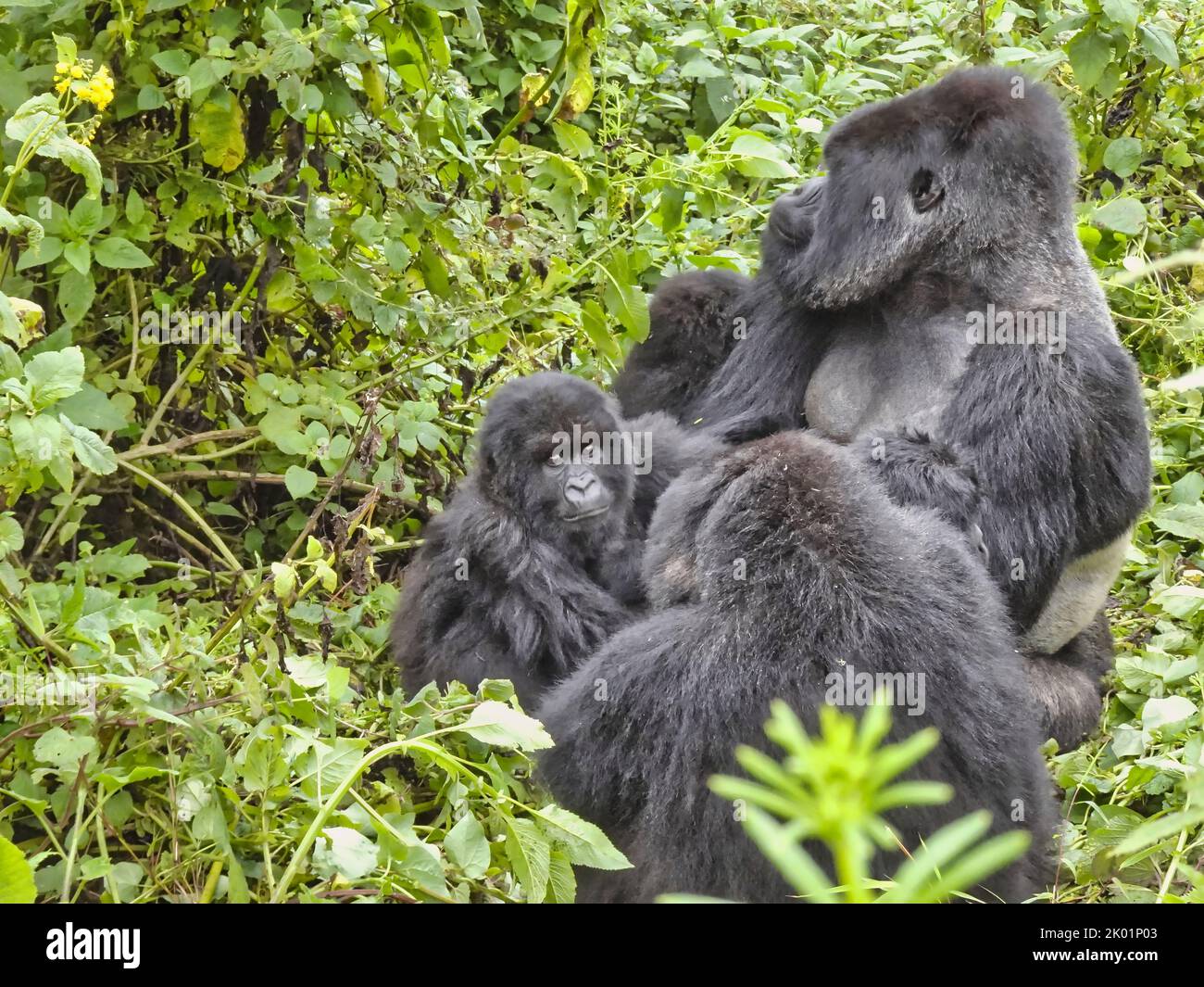 1st September, 2022 Mount Karisimbi, Virunga Mountains, Rwanda, Africa ...