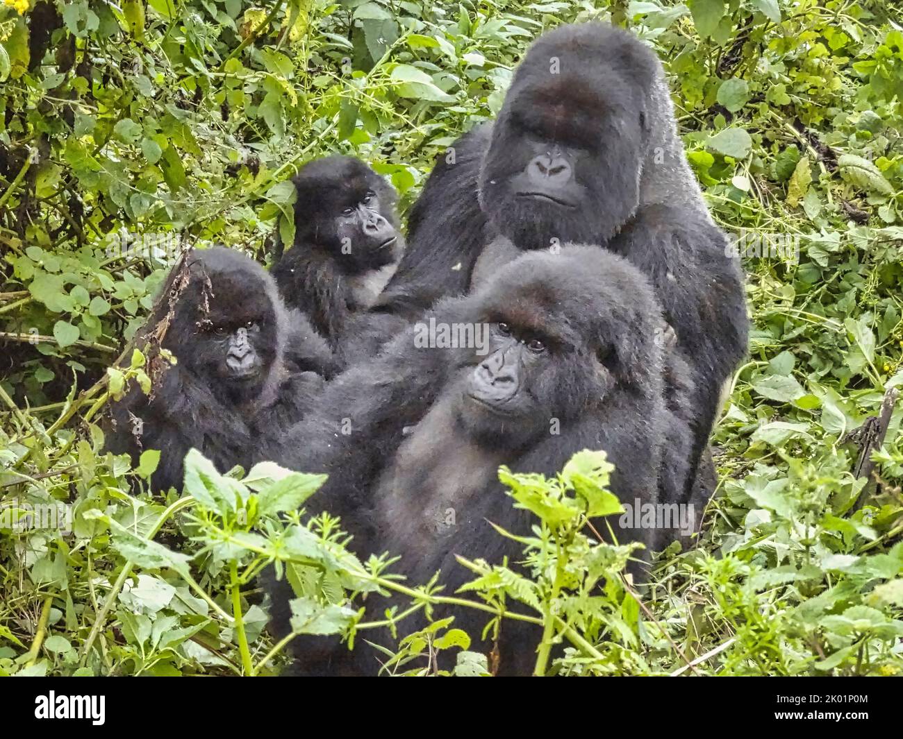 1st September, 2022 Mount Karisimbi, Virunga Mountains, Rwanda, Africa ...