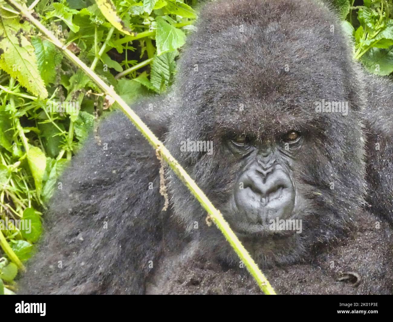 1st September, 2022 Mount Karisimbi, Virunga Mountains, Rwanda, Africa ...