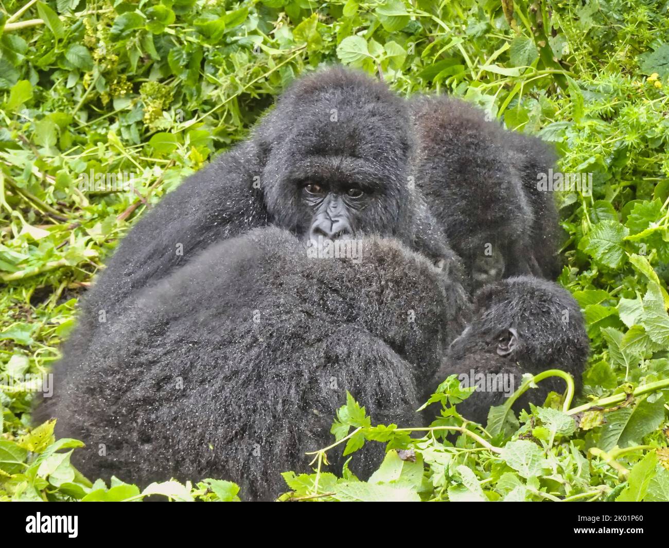 1st September, 2022 Mount Karisimbi, Virunga Mountains, Rwanda, Africa ...