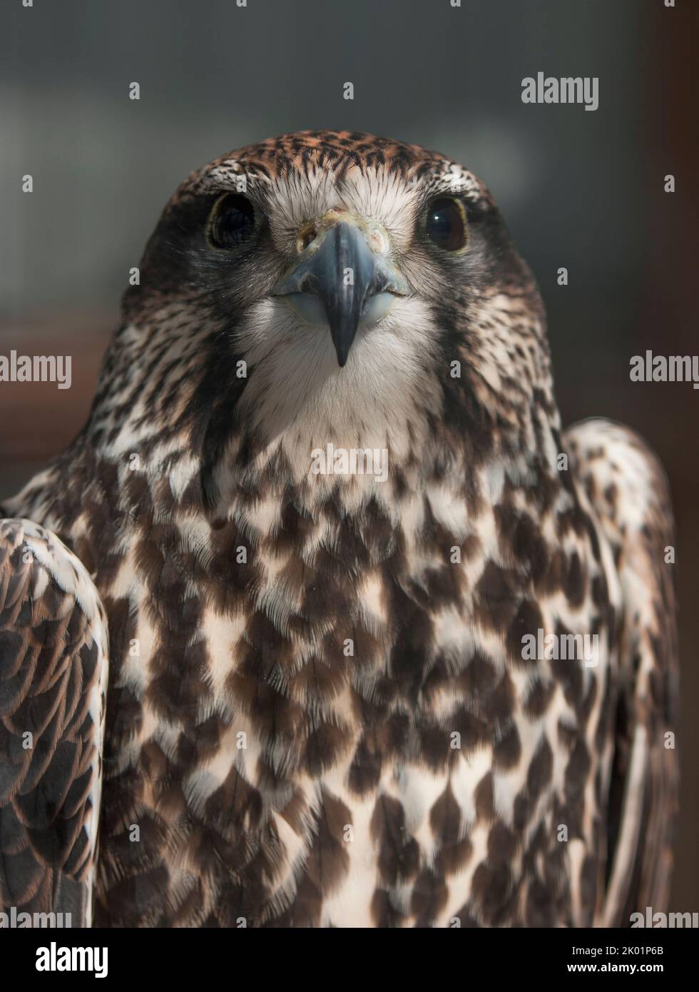 Ukraine, Kharkov, zoo, Feldman park, portrait, bird, hunting, hunter ...