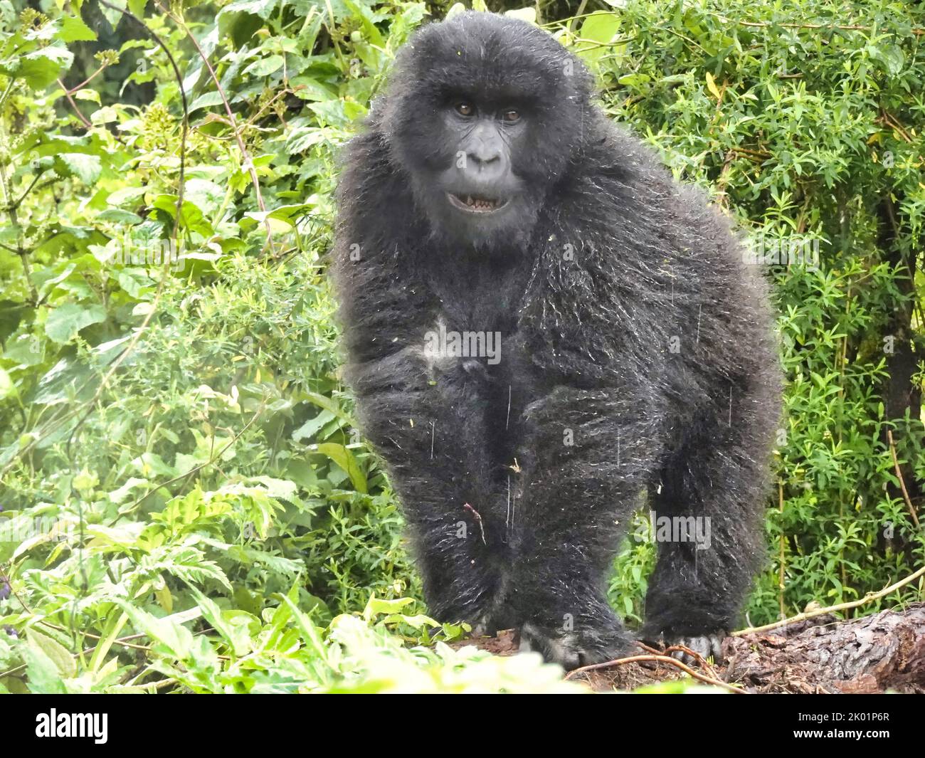 1st September, 2022 Mount Karisimbi, Virunga Mountains, Rwanda, Africa ...