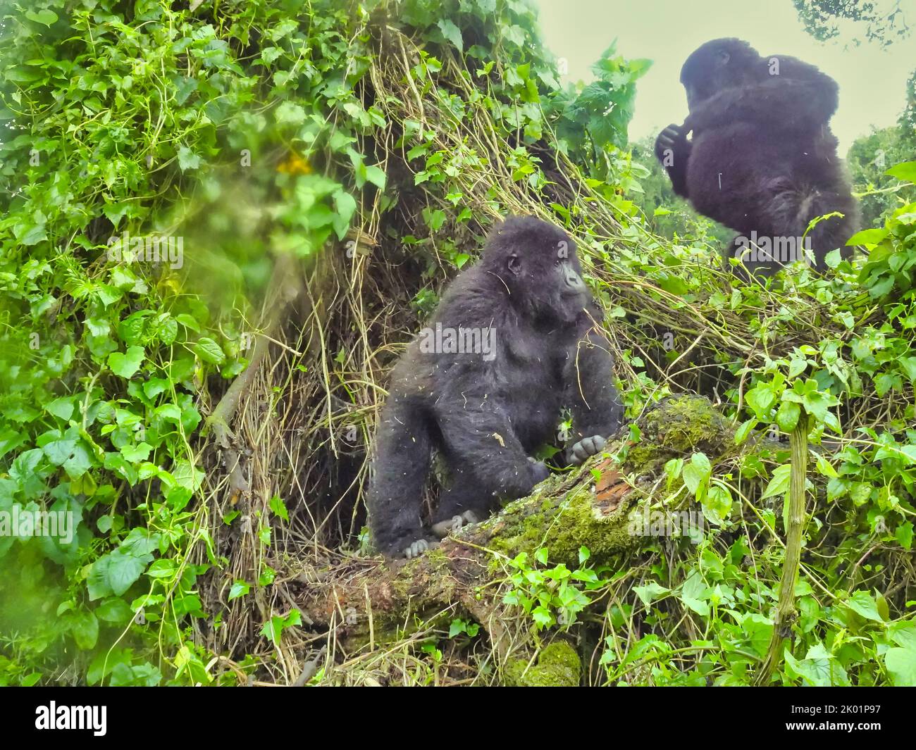 1st September, 2022 Mount Karisimbi, Virunga Mountains, Rwanda, Africa ...