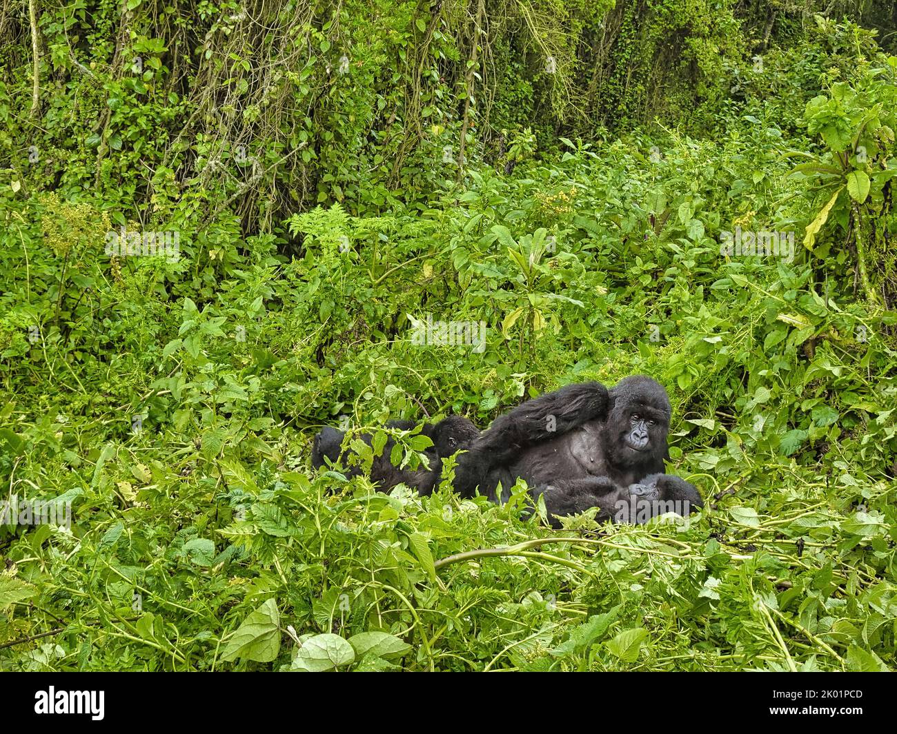 1st September, 2022 Mount Karisimbi, Virunga Mountains, Rwanda, Africa ...