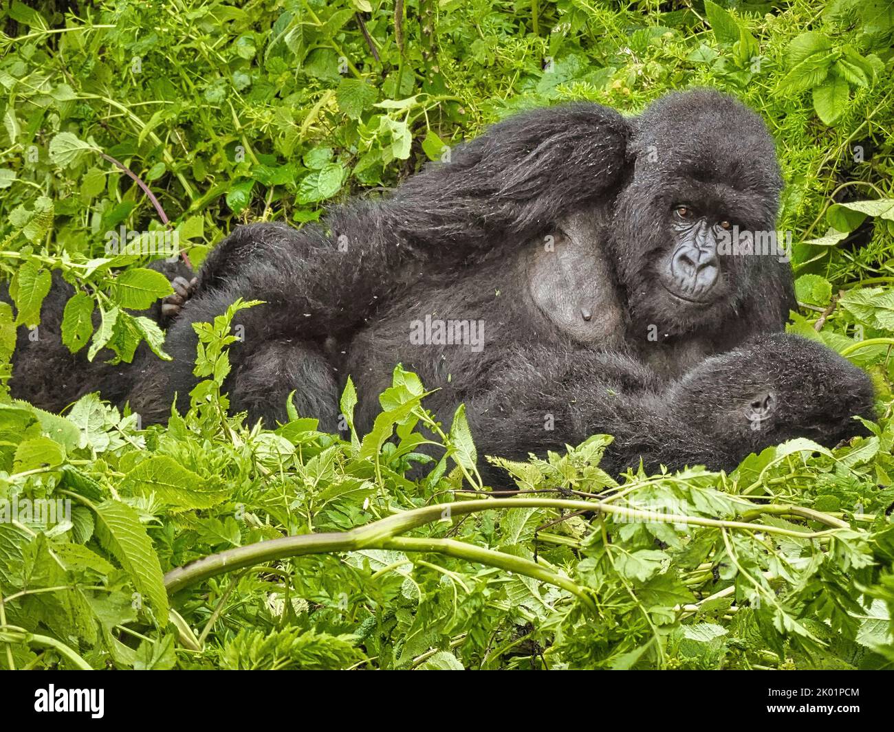 1st September, 2022 Mount Karisimbi, Virunga Mountains, Rwanda, Africa ...