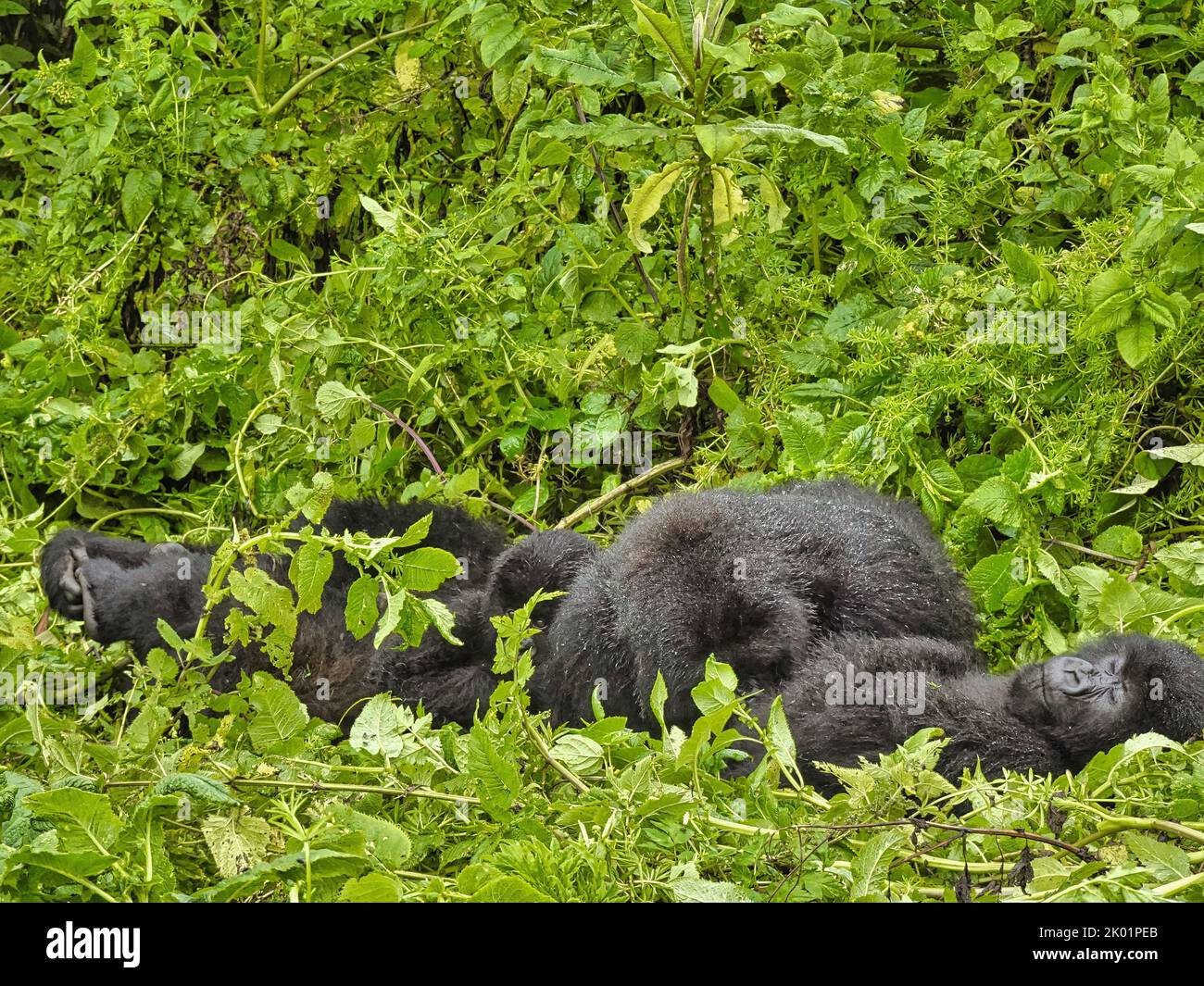 1st September, 2022 Mount Karisimbi, Virunga Mountains, Rwanda, Africa ...