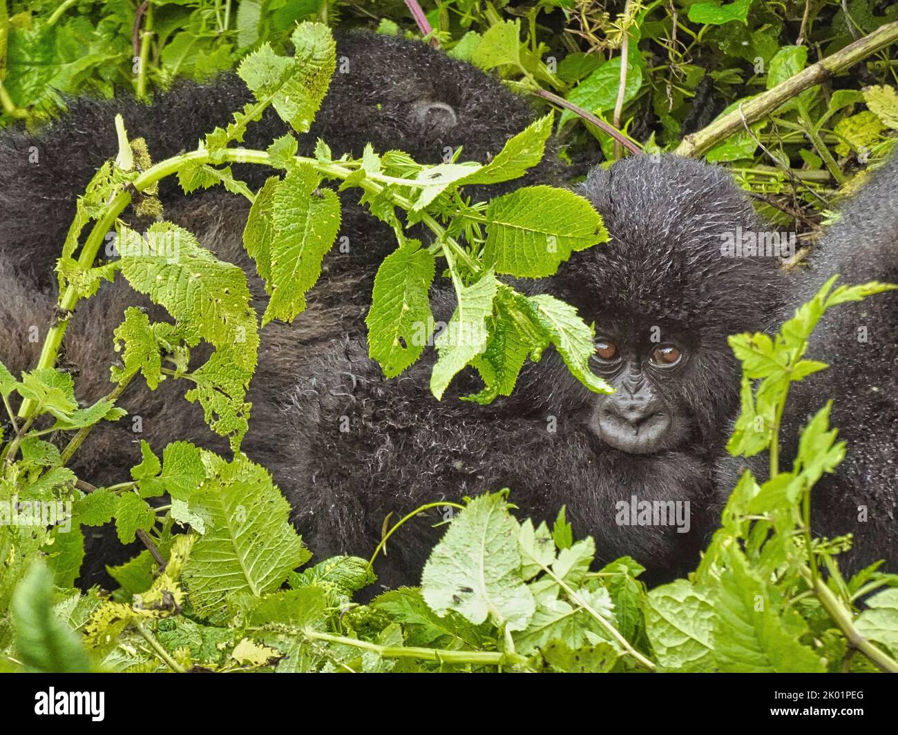 1st September, 2022 Mount Karisimbi, Virunga Mountains, Rwanda, Africa ...