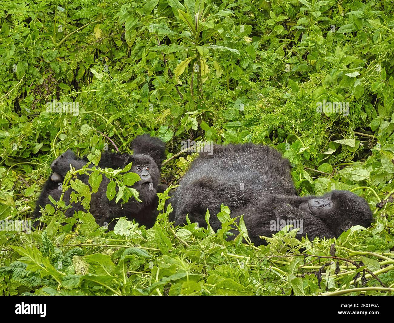 1st September, 2022 Mount Karisimbi, Virunga Mountains, Rwanda, Africa ...