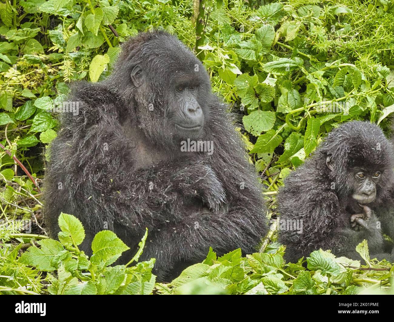 1st September, 2022 Mount Karisimbi, Virunga Mountains, Rwanda, Africa ...