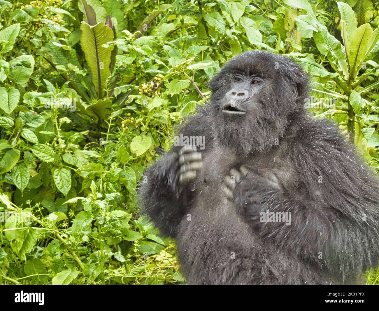 1st September, 2022 Mount Karisimbi, Virunga Mountains, Rwanda, Africa ...