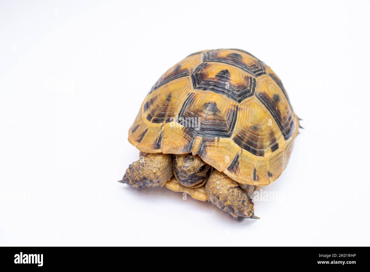 Turtle isolated on white background Stock Photo - Alamy