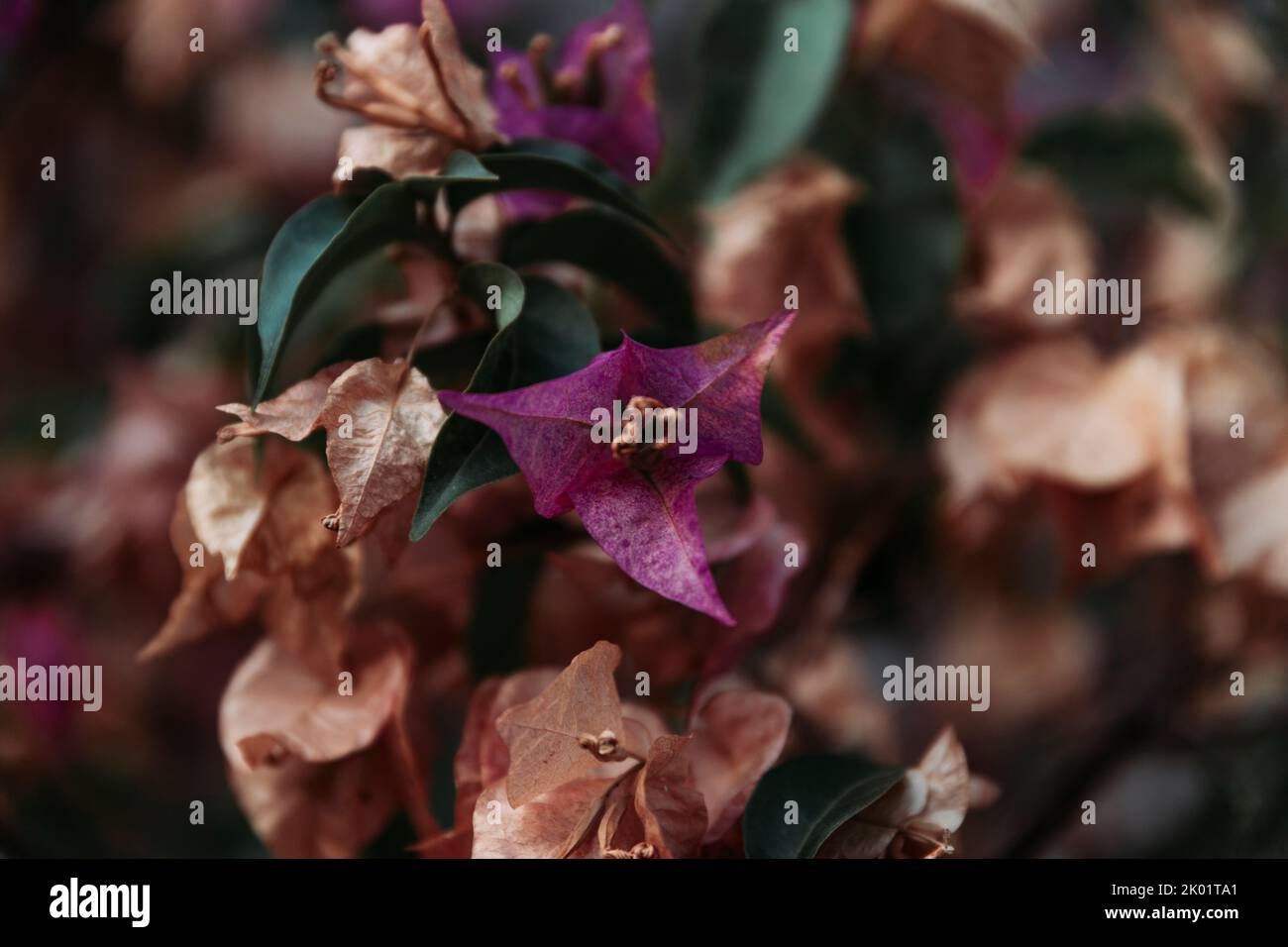 close up of Purple and dried Bougainvillea Flowers in Bodrum Turkey ...