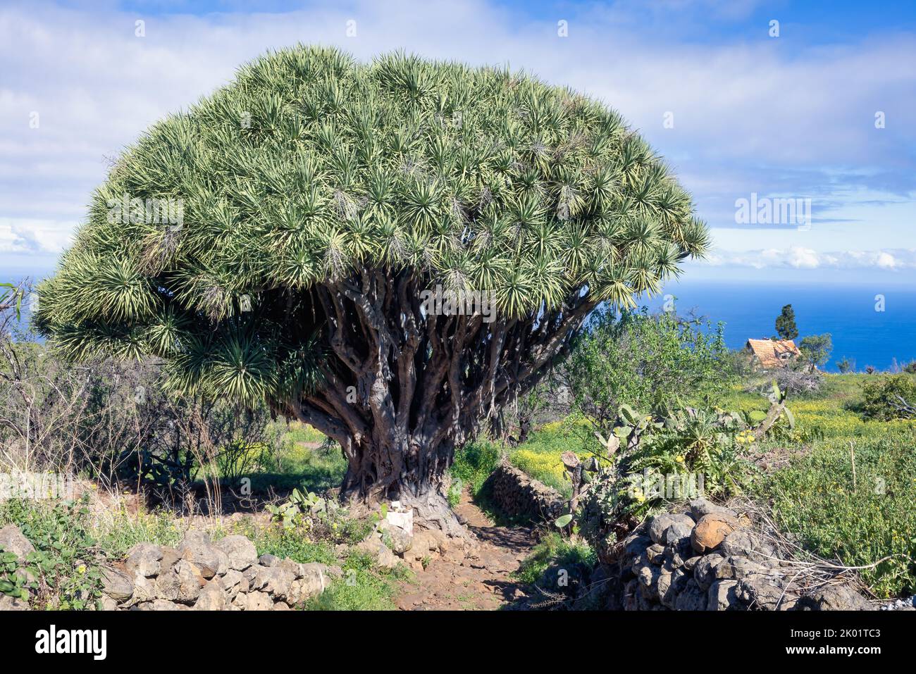 Draco background hi-res stock photography and images - Alamy
