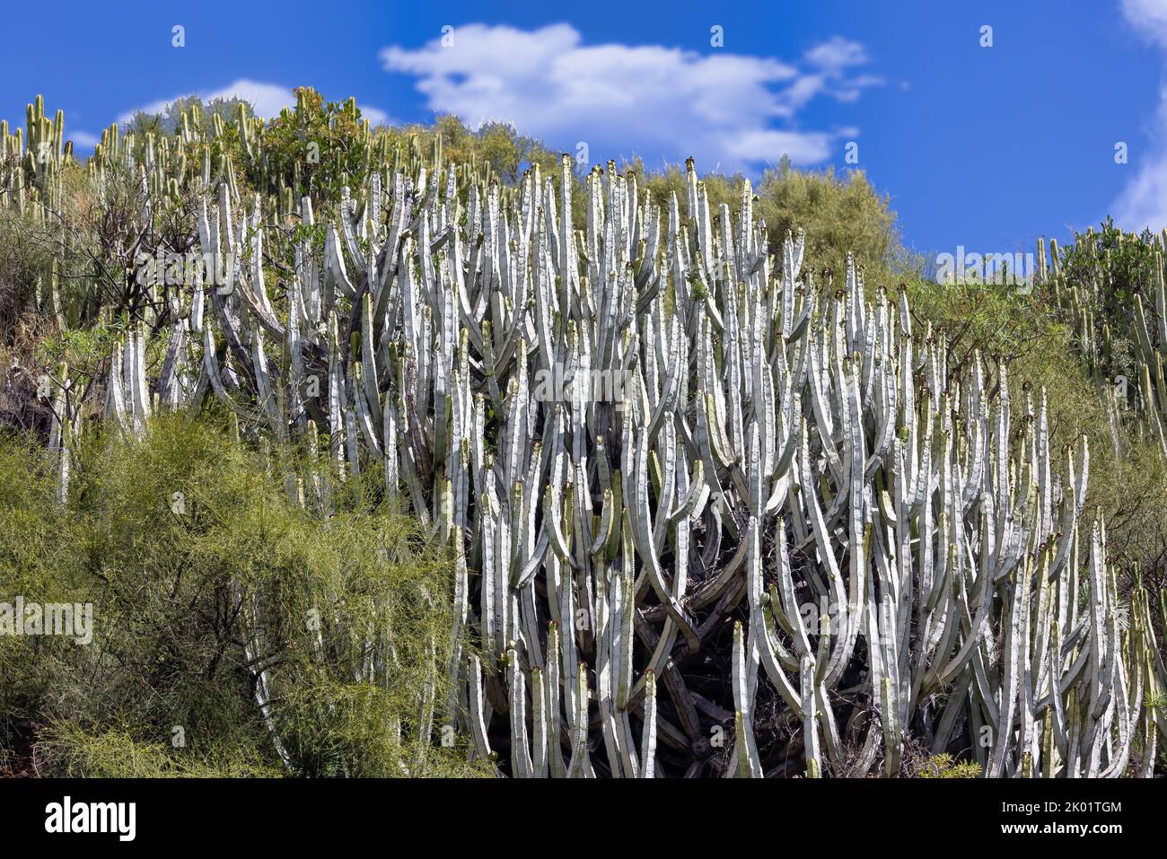 mountain slope Spanish Canary Island La Palma covered with cactuses ...