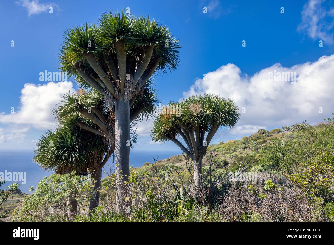 Dragon tree at Canary Island La Palma with beautiful clouds sky Stock ...